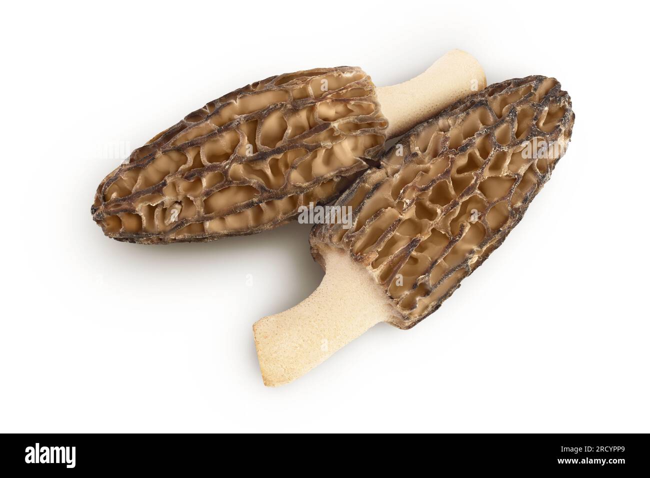 raw morel mushroom isolated on white background with full depth of ...