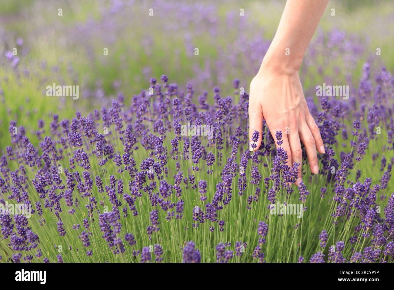 Woman's hand in lavender flowers. A woman's hand touches lavender ...