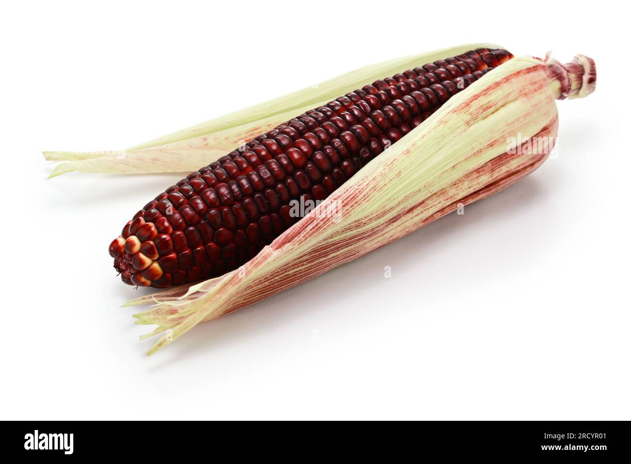 Burgundy color sweet corn isolated on white background Stock Photo - Alamy