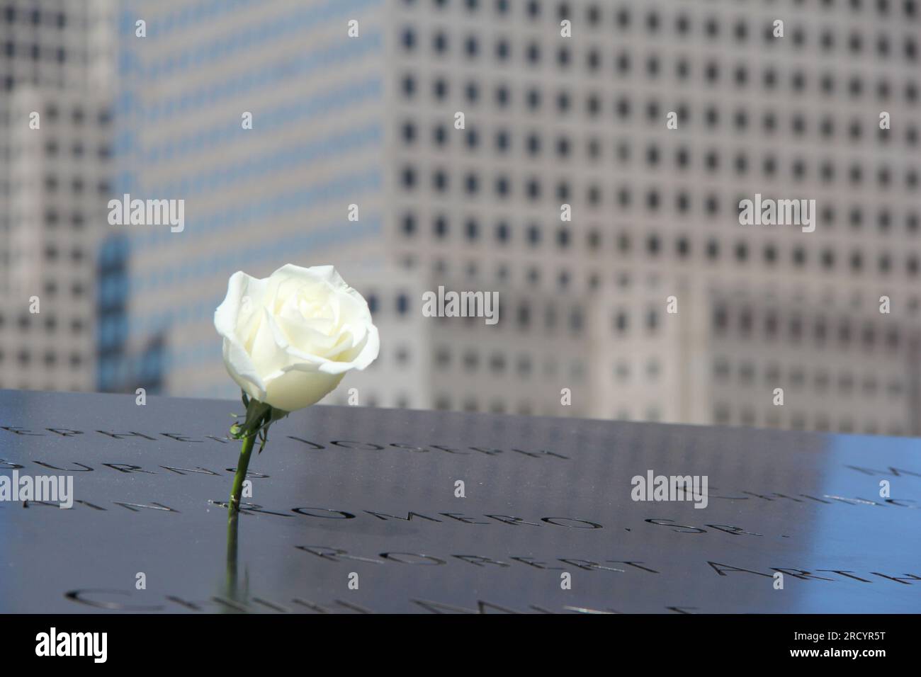 Close-up of a white flower placed on a stone plane with names engraved ...