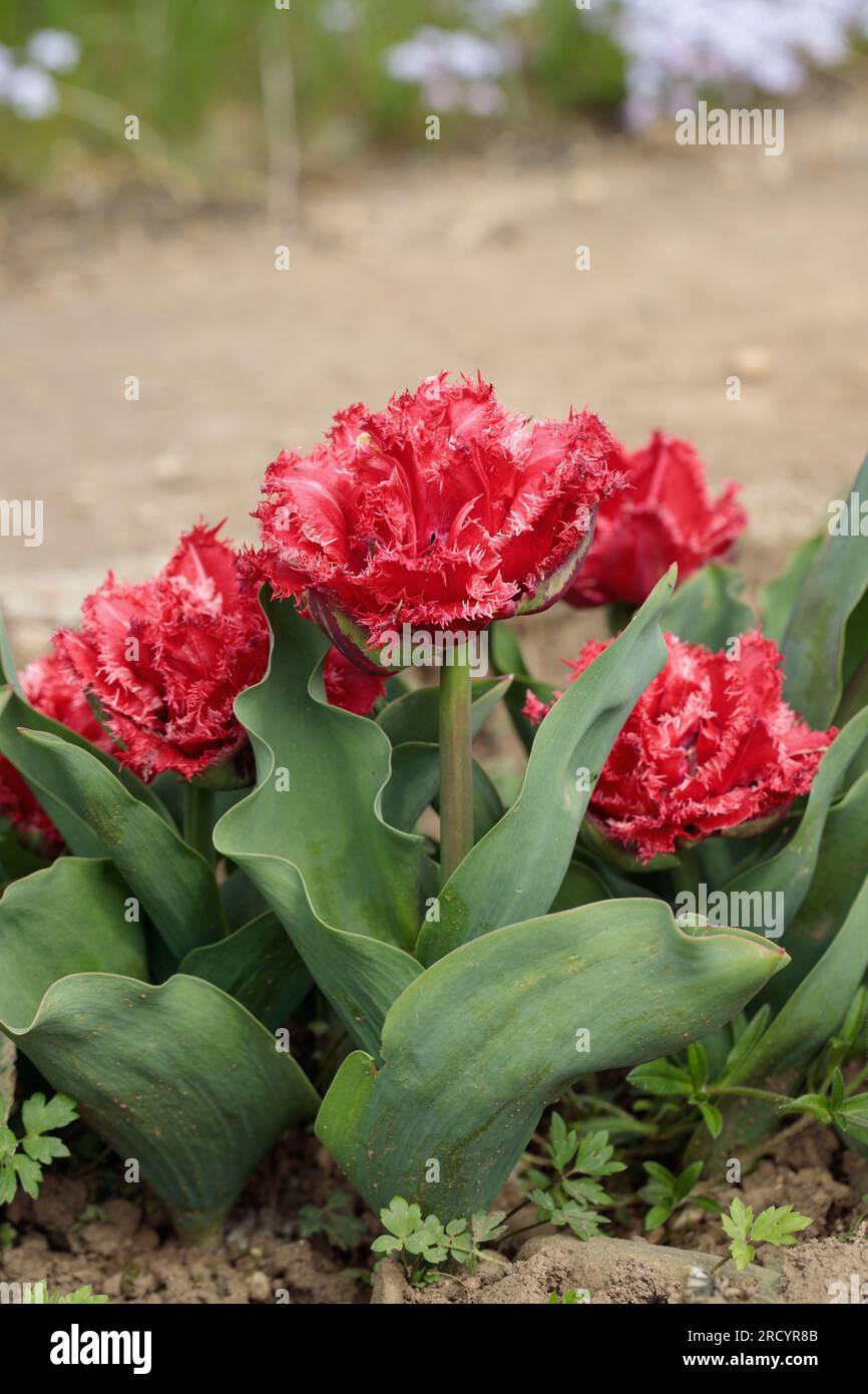Double fringed tulip hi-res stock photography and images - Alamy
