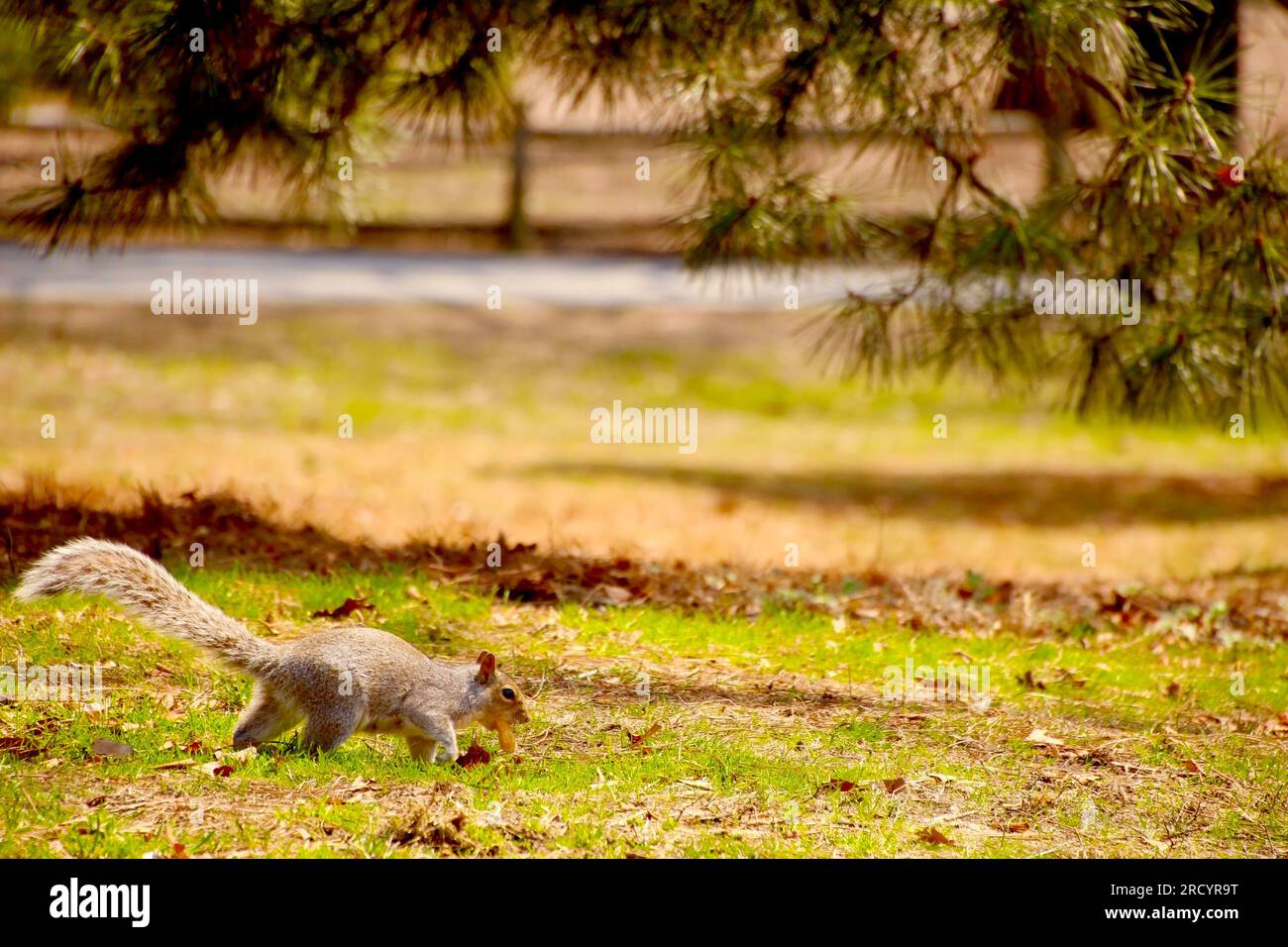Image of a squirrel climbing on a branch. Ideal if you are a lover of ...