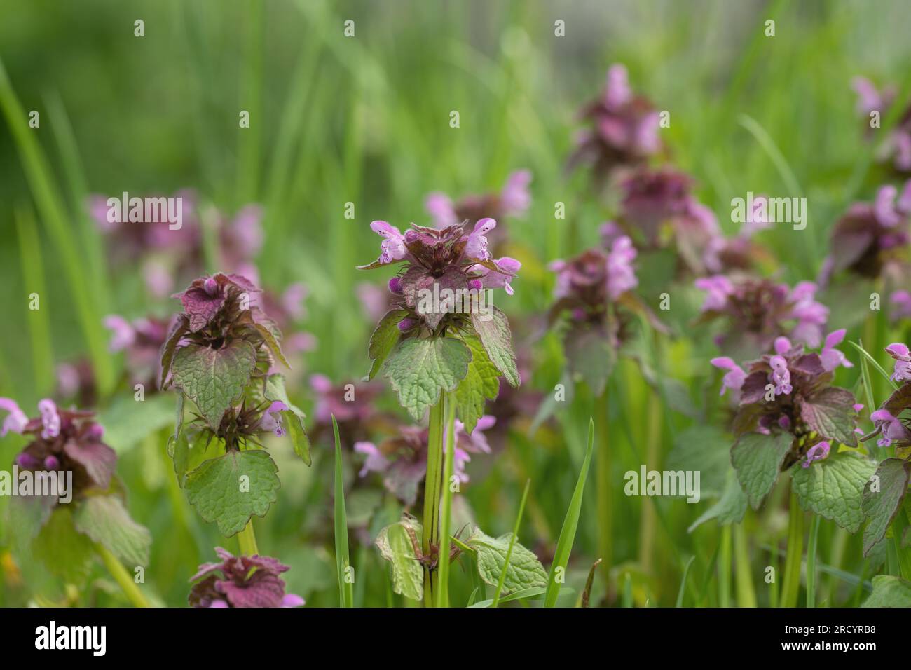 The red dead nettle (Lamium purpureum), a common weed Stock Photo - Alamy