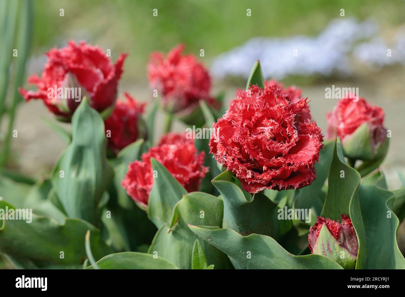 Double fringed tulip hi-res stock photography and images - Alamy