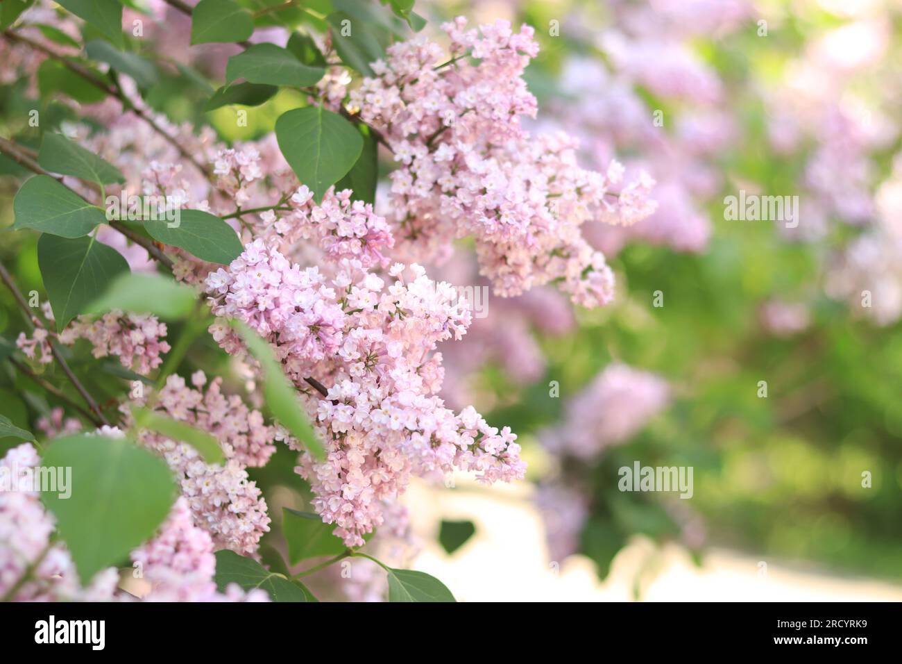 Beautiful double light pink lilac flowers in a spring garden. Lush ...