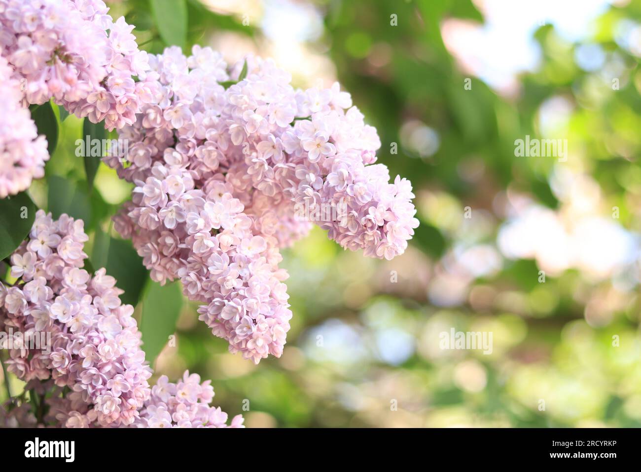 Beautiful double lilac flowers in a spring garden. Gentle blooming ...