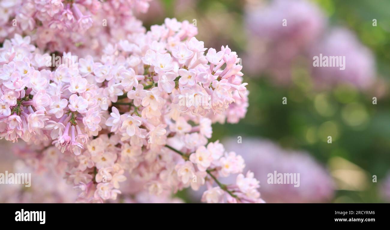 Blooming lilac bush with tender tiny flower. Flowering branch of lilac ...