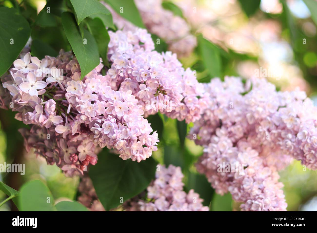 Close-up image of lilac flowers in sun light. Blurred image with soft ...