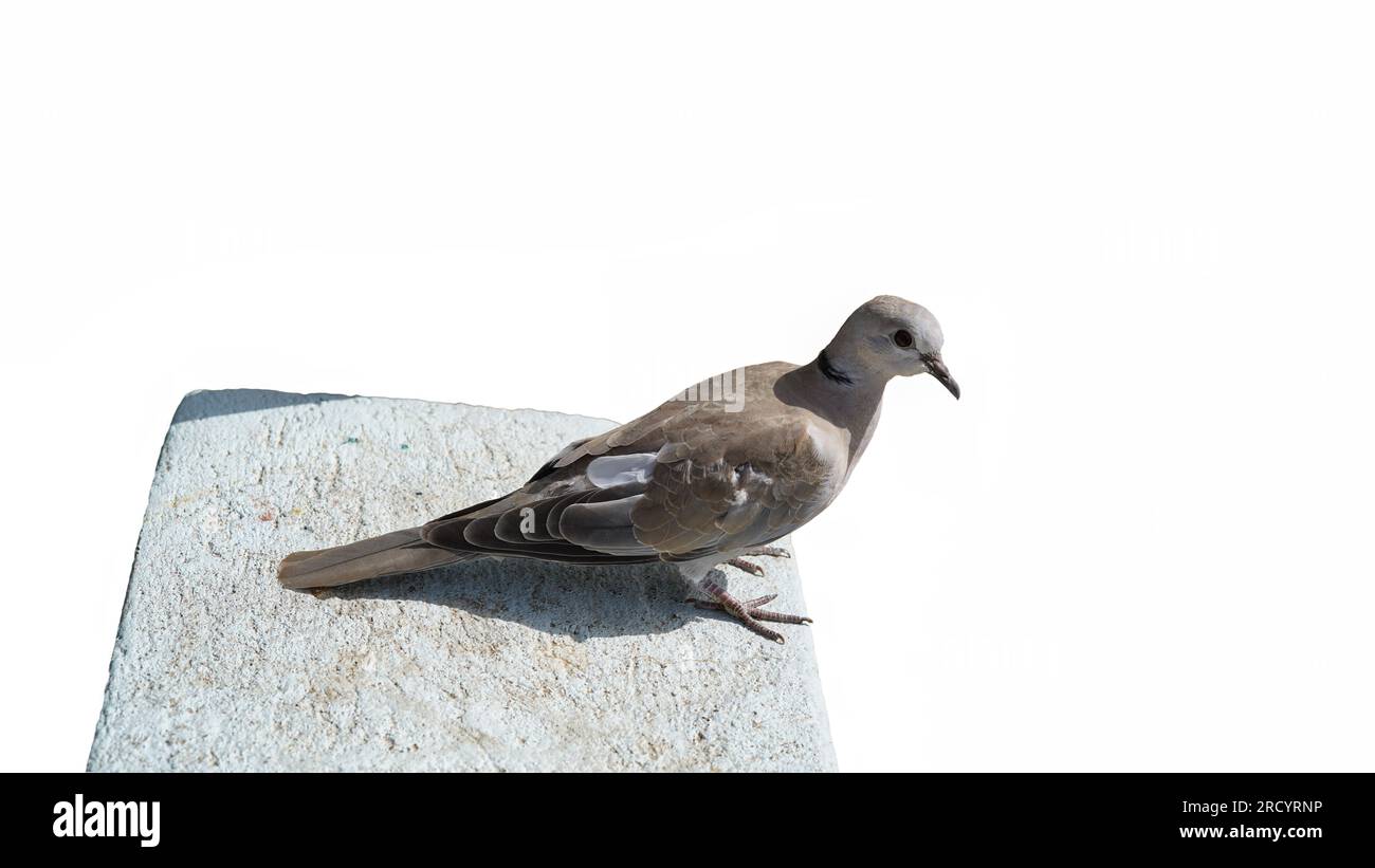 Eurasian Collared Dove, Streptopelia decaocto, often called the ...