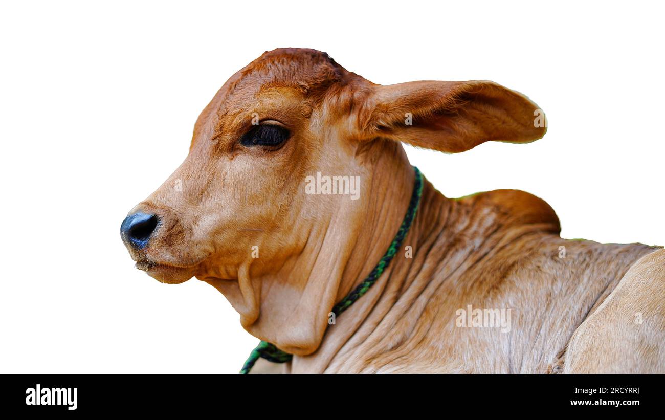 cow calf sitting in home, side part of face with a long ear on white ...