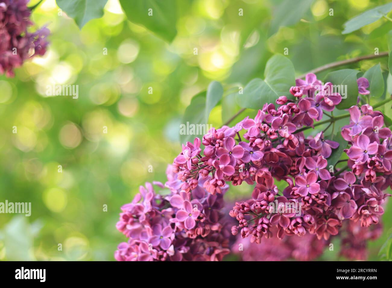 Lilac in the park. Flowering branch of pink lilac close-up. Blooming ...