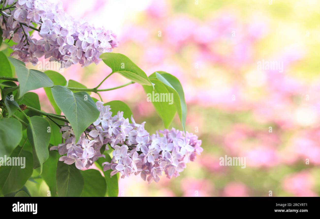 Lilac in the park. Lush spring blooming. Blurred background for text ...