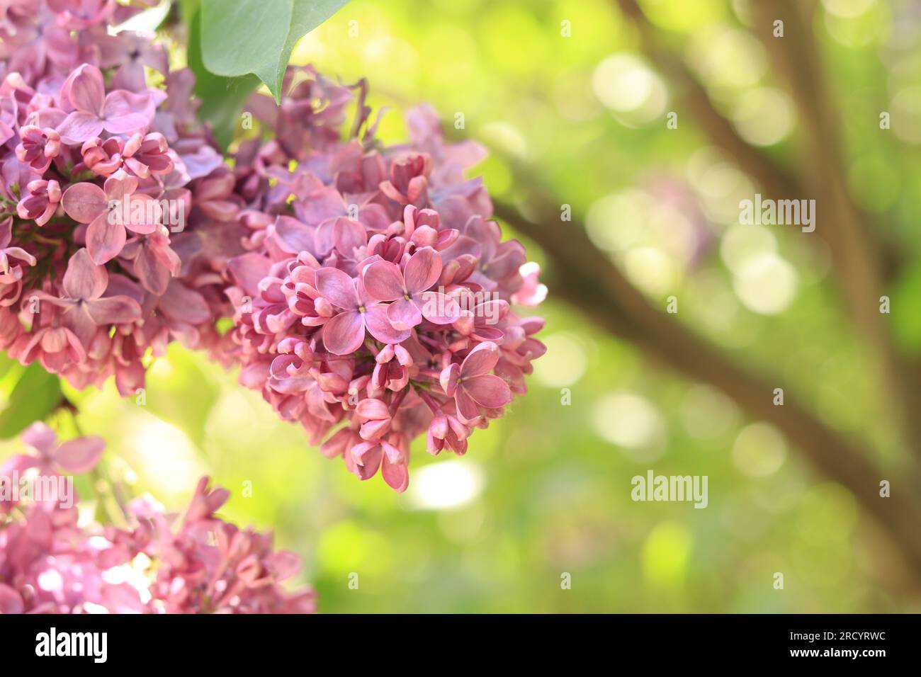 Purple lilac close-up. Pink lilac. Lilac flowers in sunlight. Blurred ...
