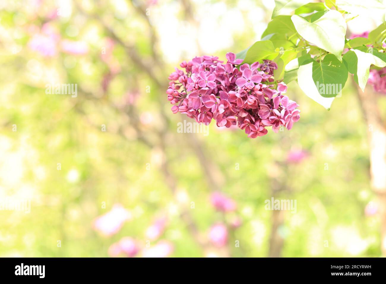 Purple lilac close-up. Pink lilac. Lilac flowers in sunlight. Blurred ...