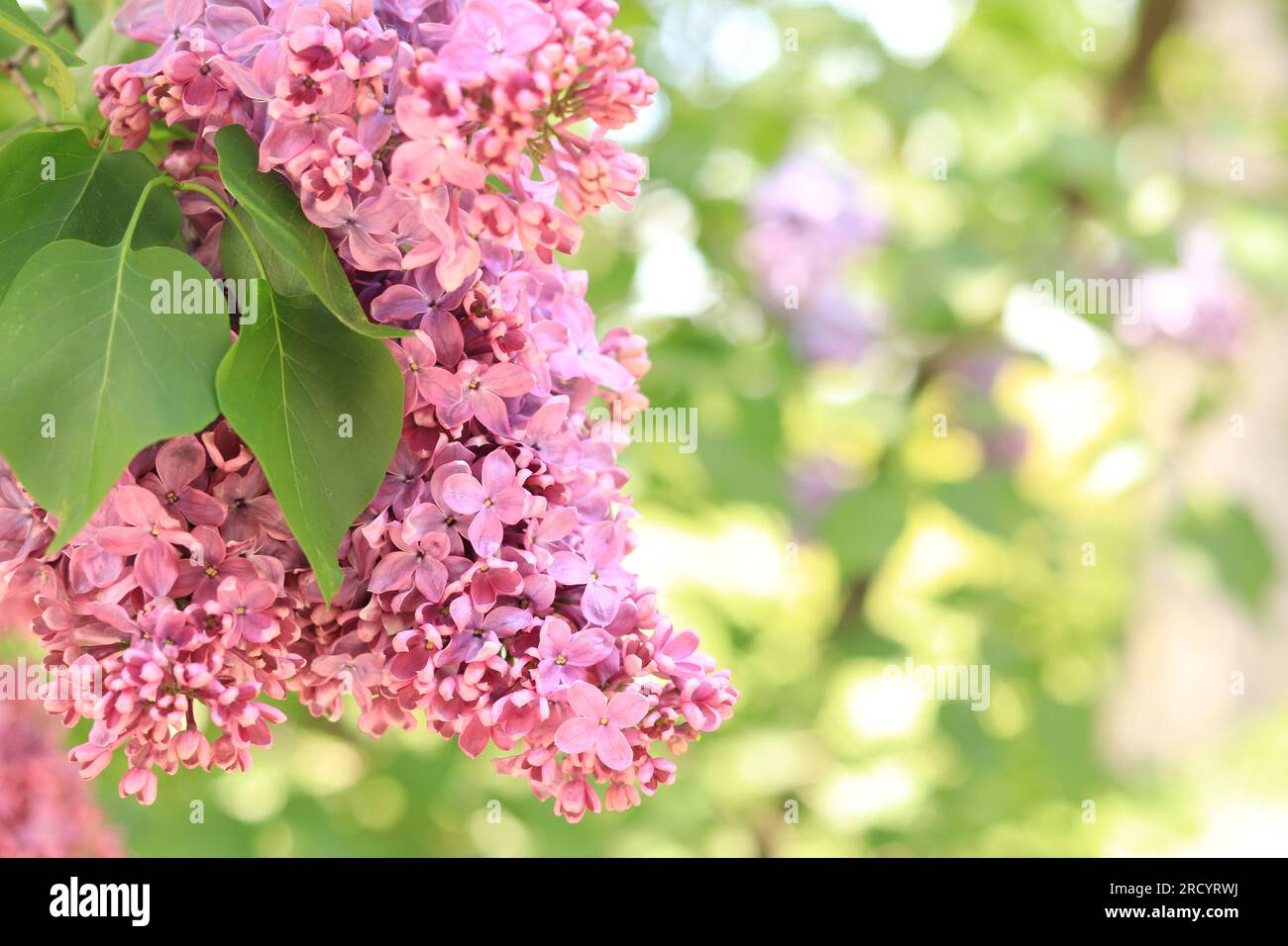 Purple lilac close-up. Pink lilac. Lilac flowers in sunlight. Blurred ...