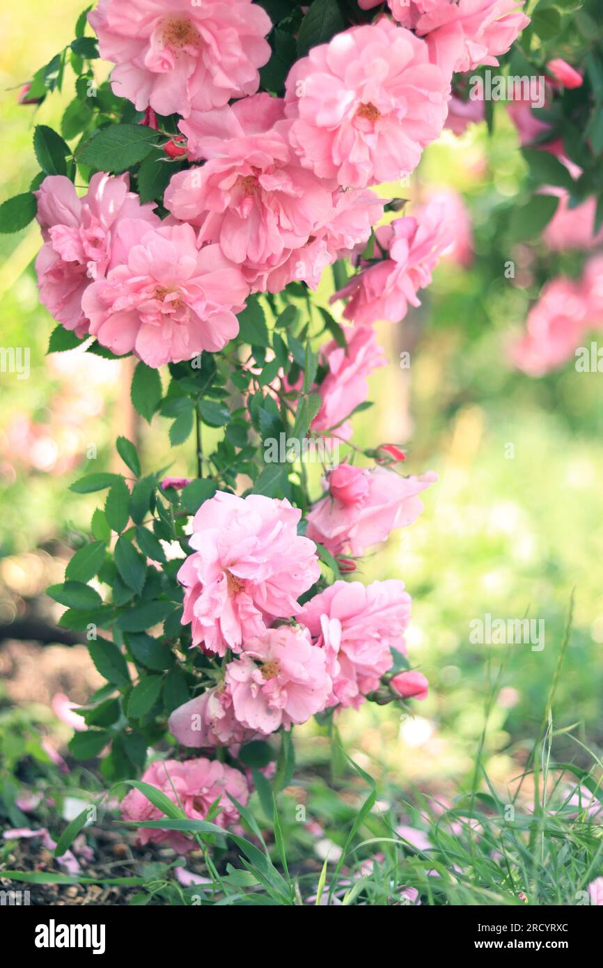 Pink rose flowers with selective focus. Blooming rose bush in sunny ...