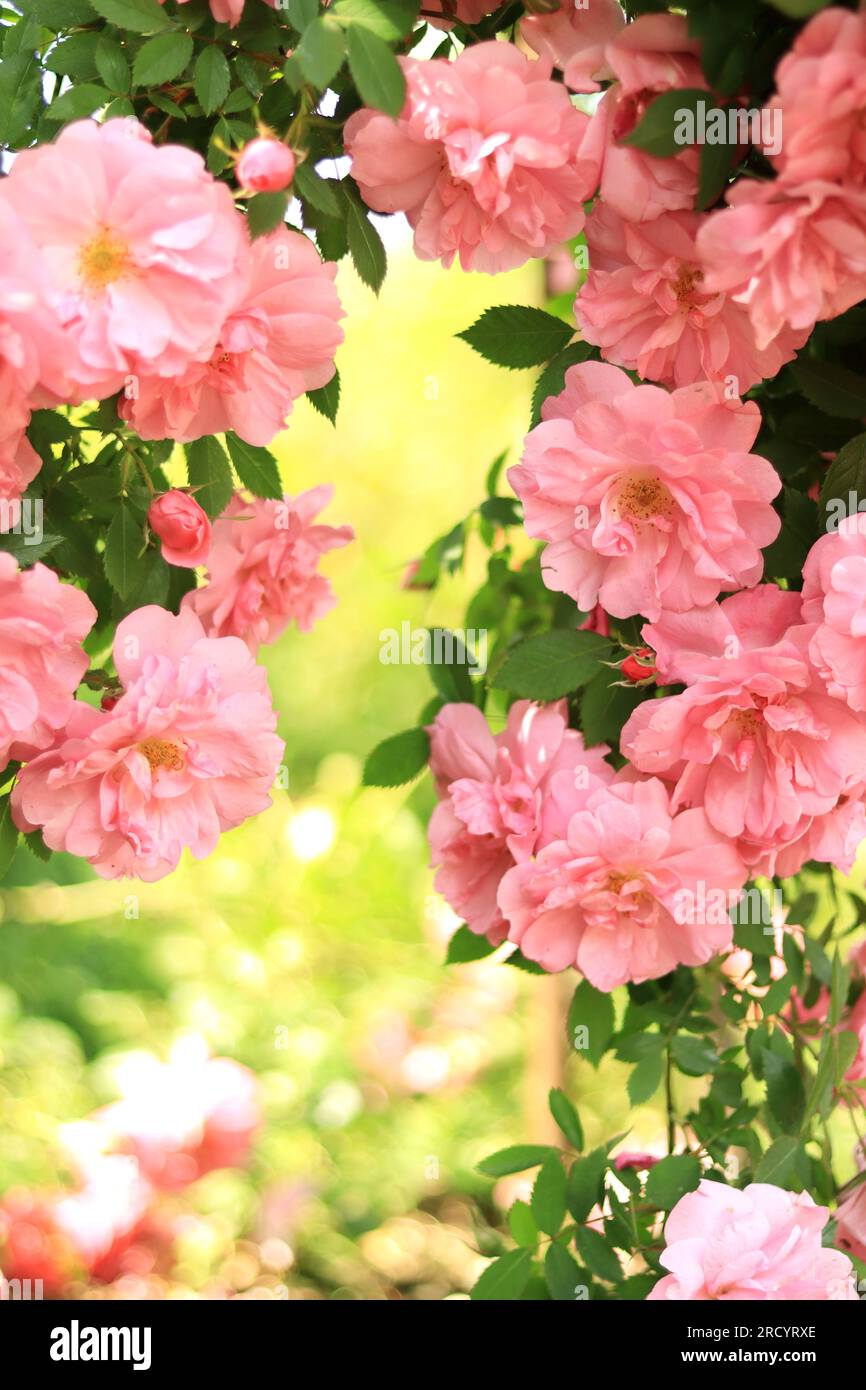 Pink rose flowers with selective focus. Blooming rose bush in sunny ...