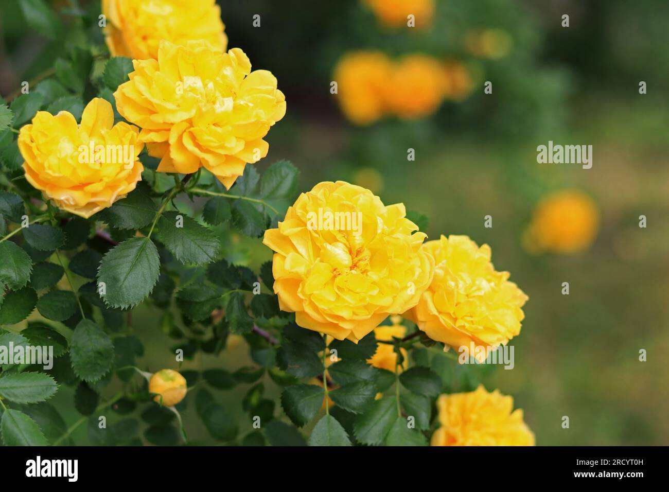 Blooming rose bush. Yellow rose flowers on a bush in the garden in ...