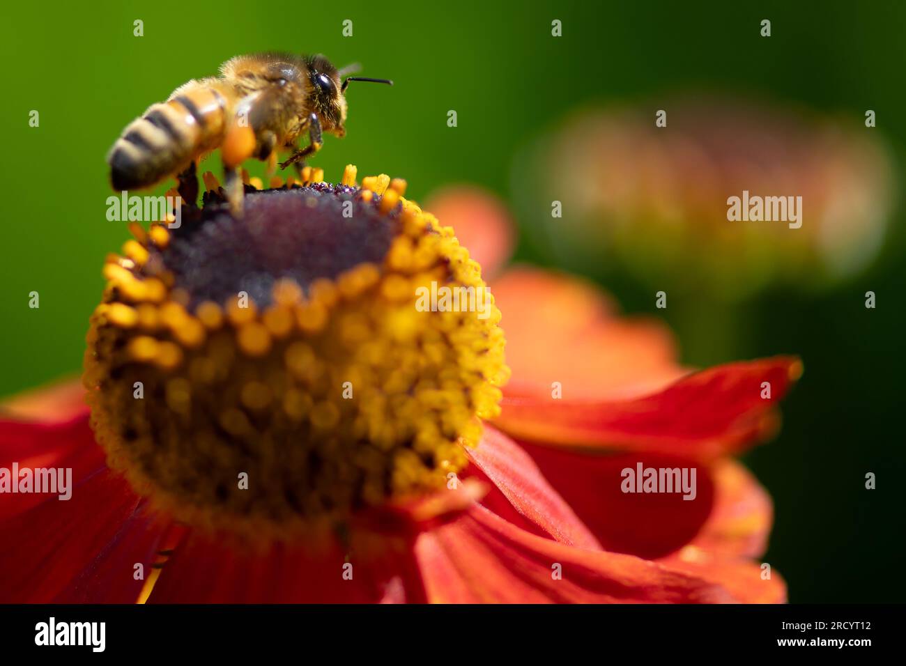 Buzzing pollinators hi-res stock photography and images - Alamy