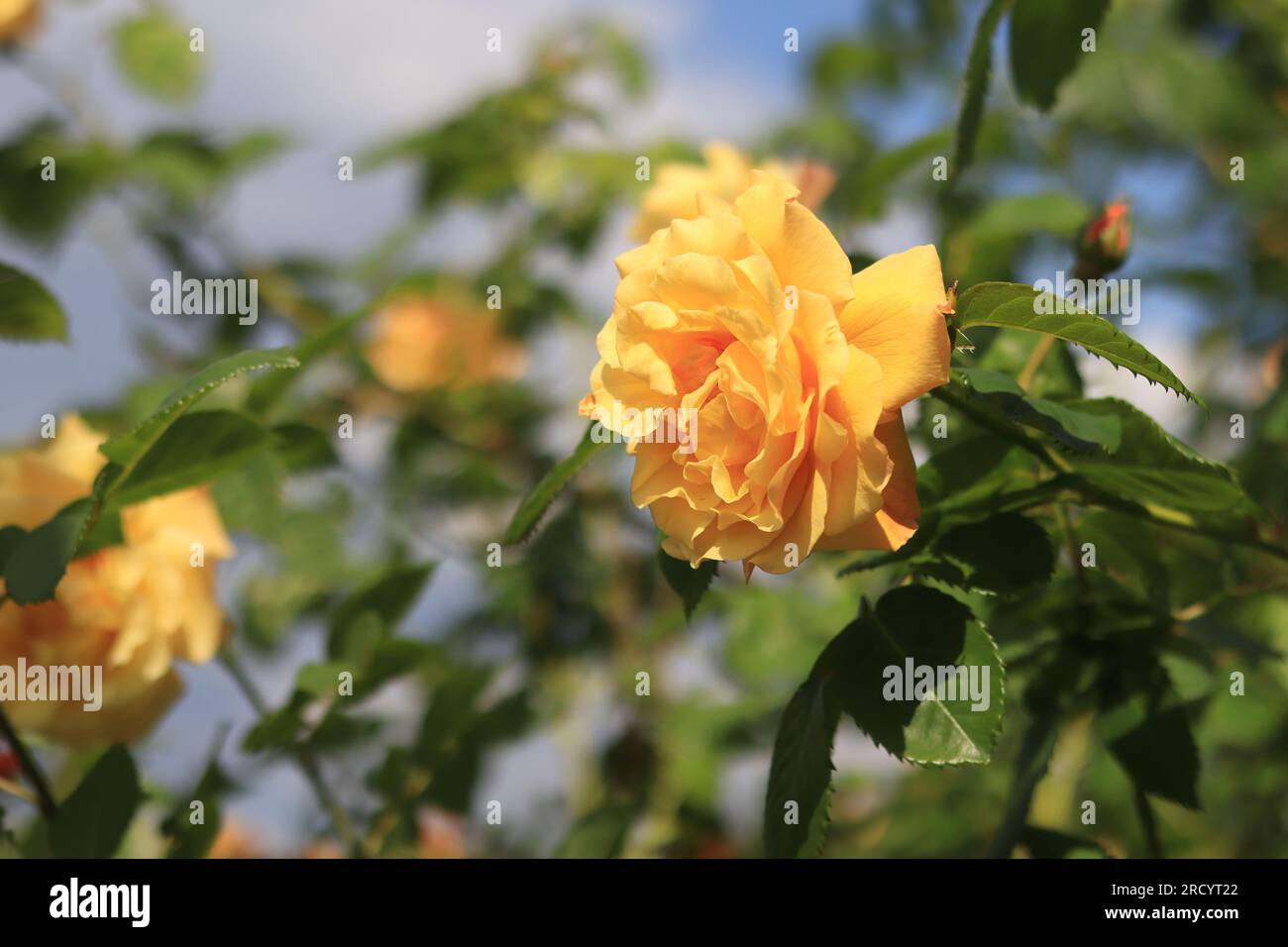 Blooming rose bush. Yellow rose flowers on a bush in the garden in ...