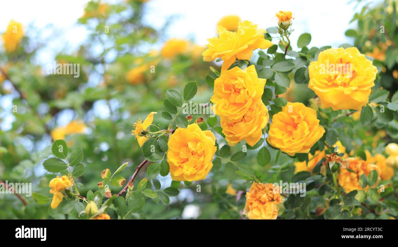 Blooming rose bush. Yellow rose flowers on a bush in the garden in ...