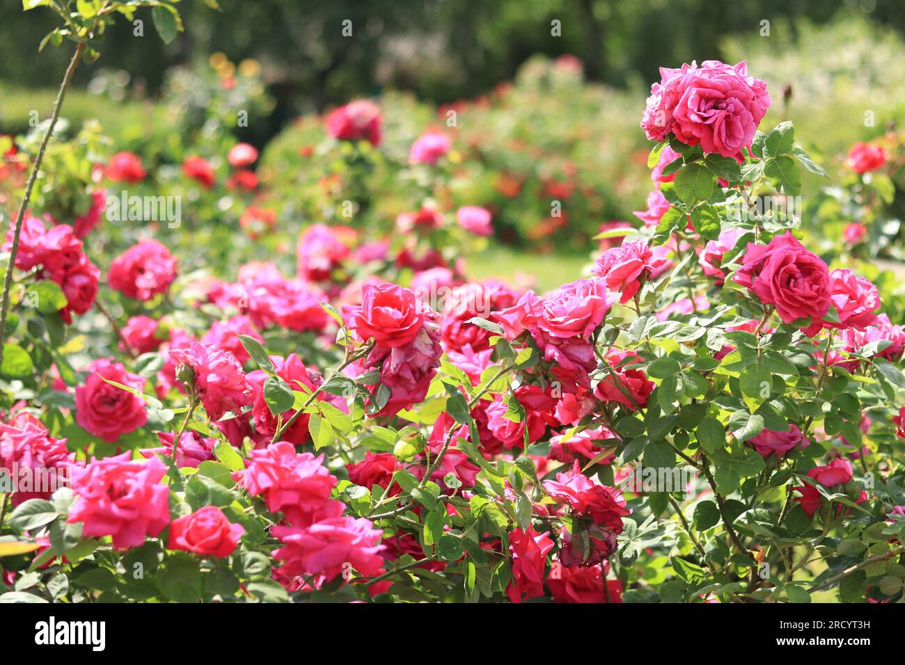 Rose garden leaf hi-res stock photography and images - Alamy