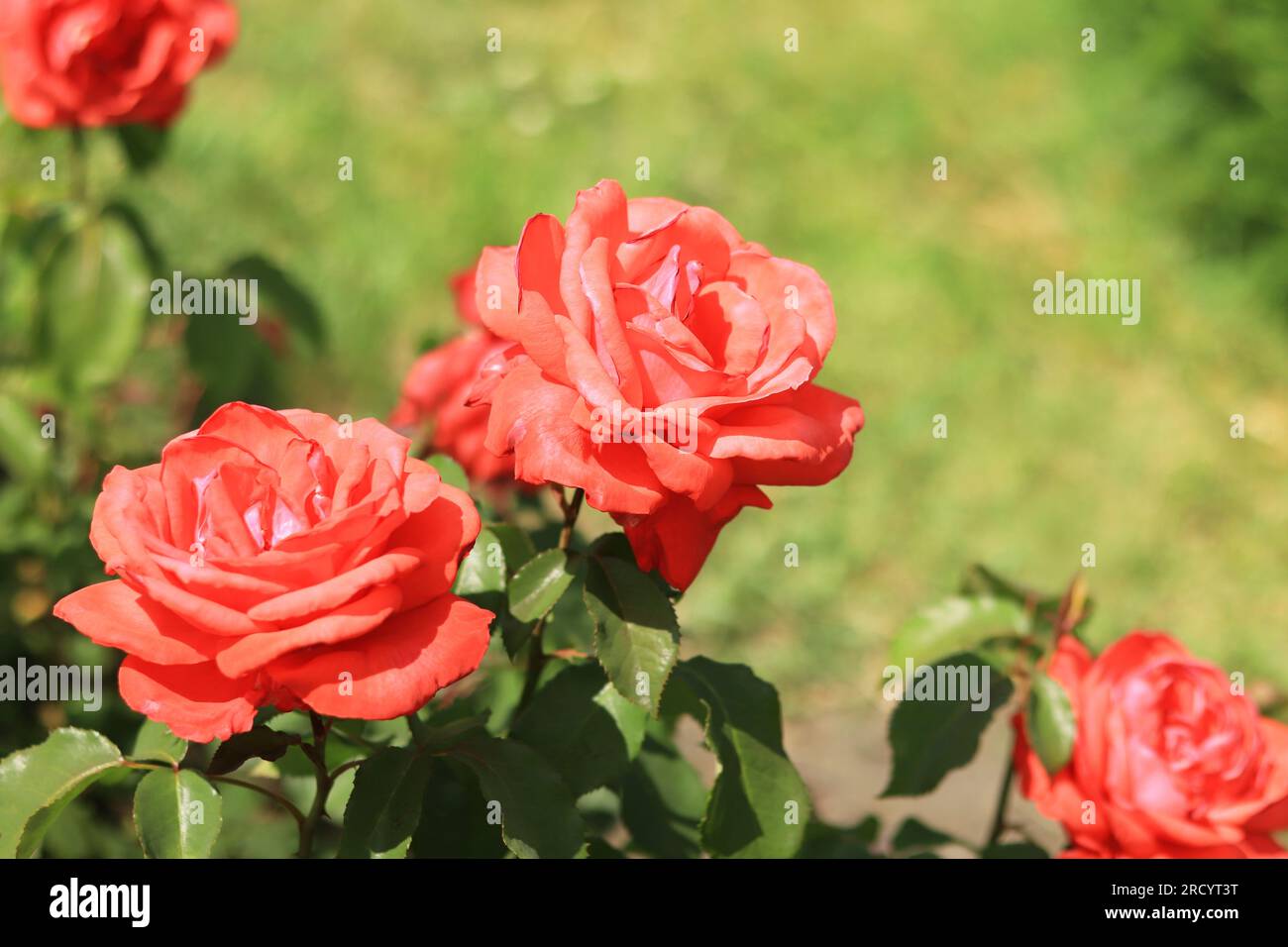 Red roses close up. Blooming rose bush in the park. Red roses in their ...