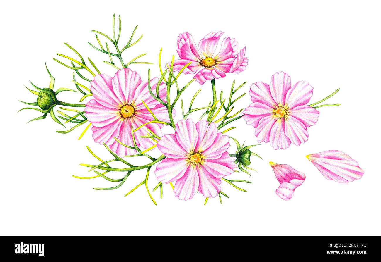 Cosmos flowers bouquet isolated on a white background. Hand-drawn ...