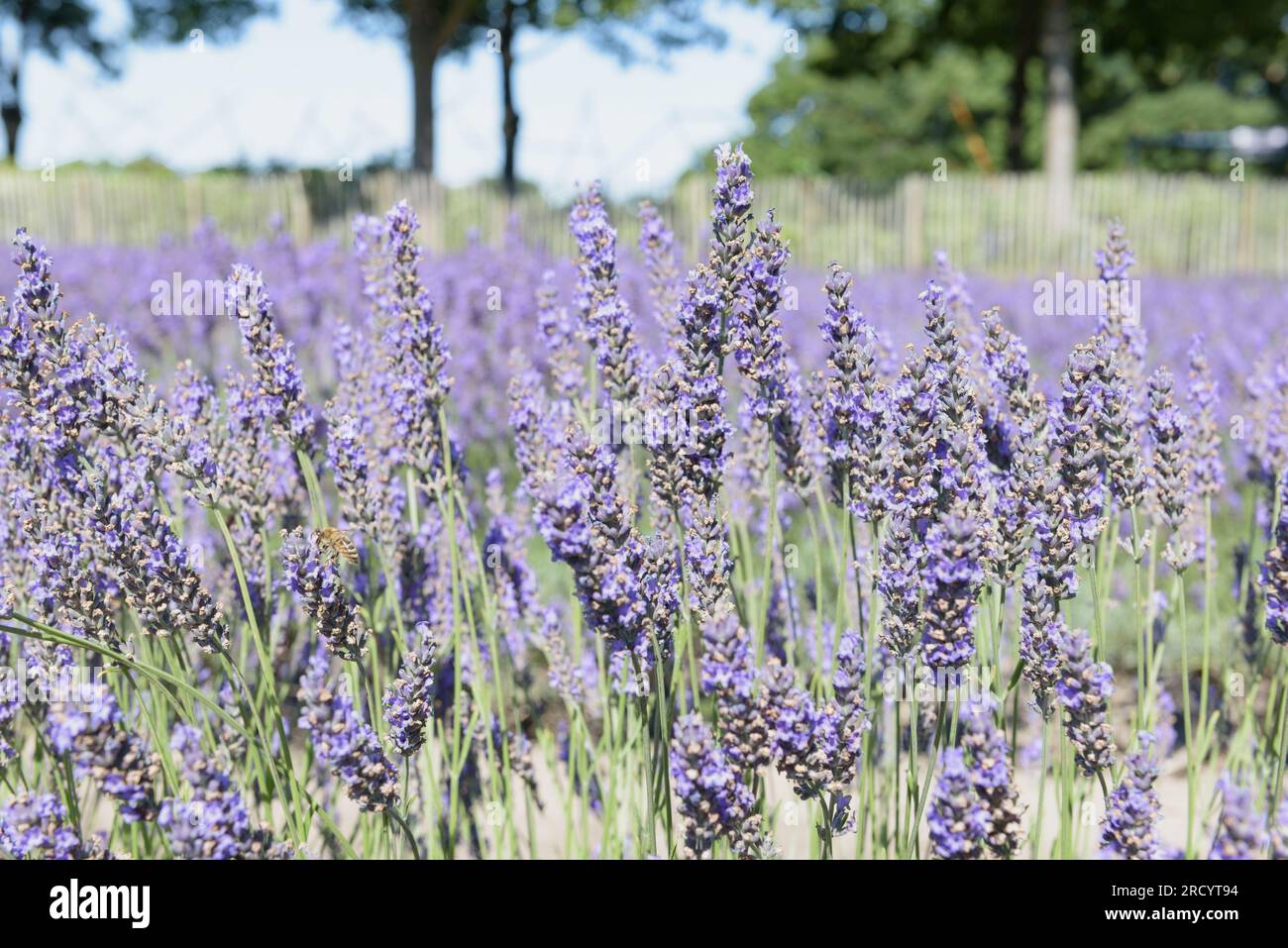 Flavoring field landscape. Lavender aromatic fresh plants in blossom ...