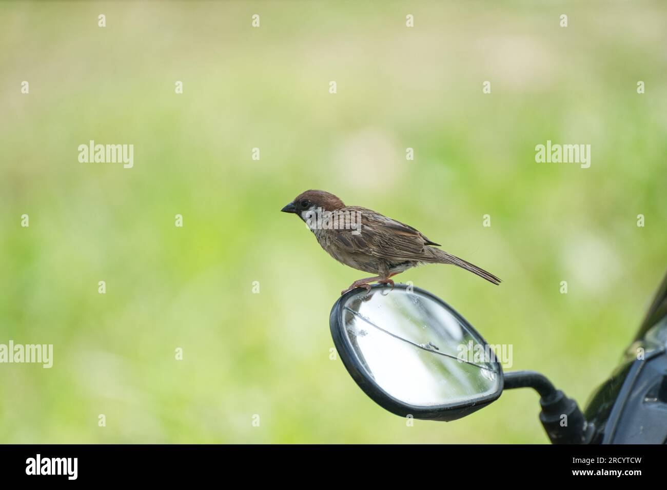 Tree Sparrow bird is perching on the side mirror. Green blurred ...