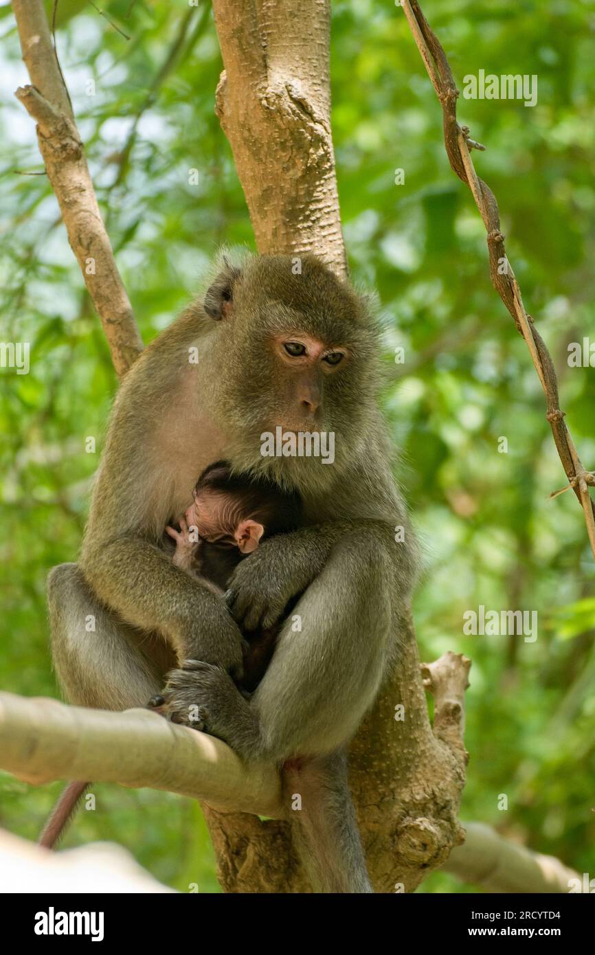 Monkey mom hold baby monkey sit on the tree branch. Thailand Stock ...