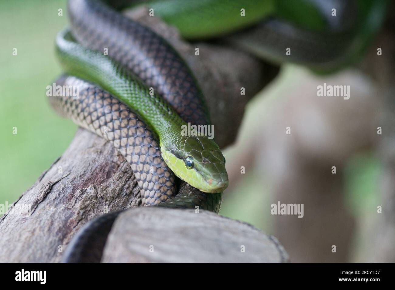 The Red-tailed Green Rat Snake (Gonyosoma oxycephalum), also known as ...