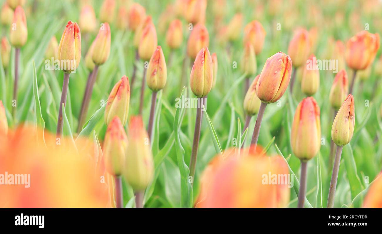 A field with unopened tulips. Tulip buds close up. Natural background ...