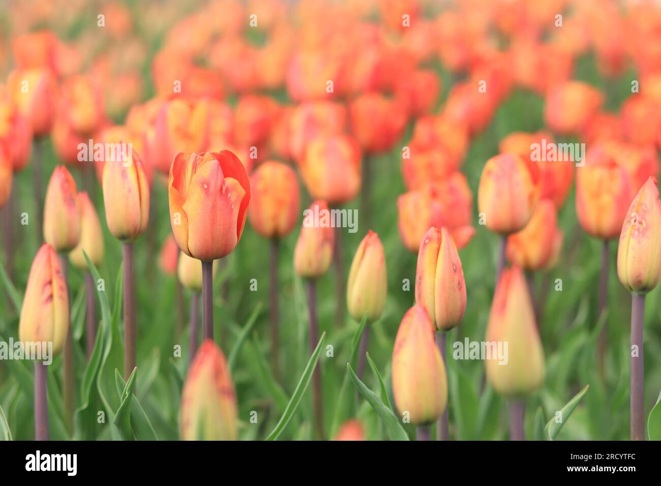 Field with yellow-red tulips. Natural landscape with spring flowers ...
