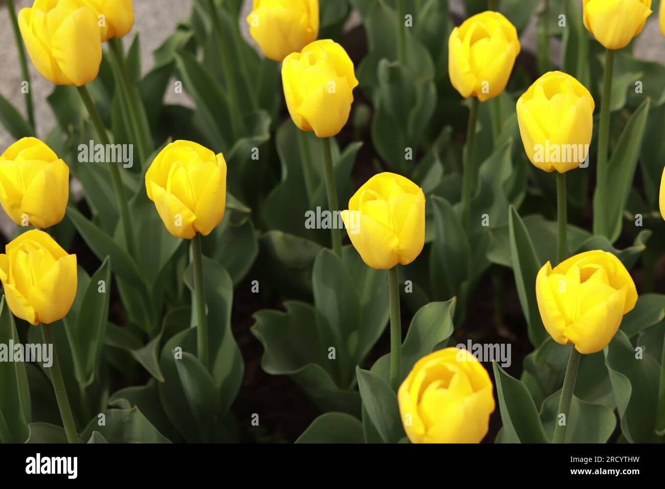 Yellow tulips, top view. Field with bright tulips. Natural landscape ...