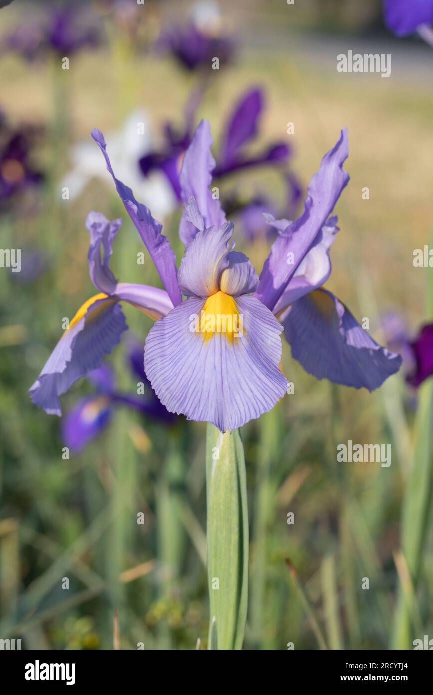 Light blue Dutch iris (Iris x hollandica Stock Photo - Alamy