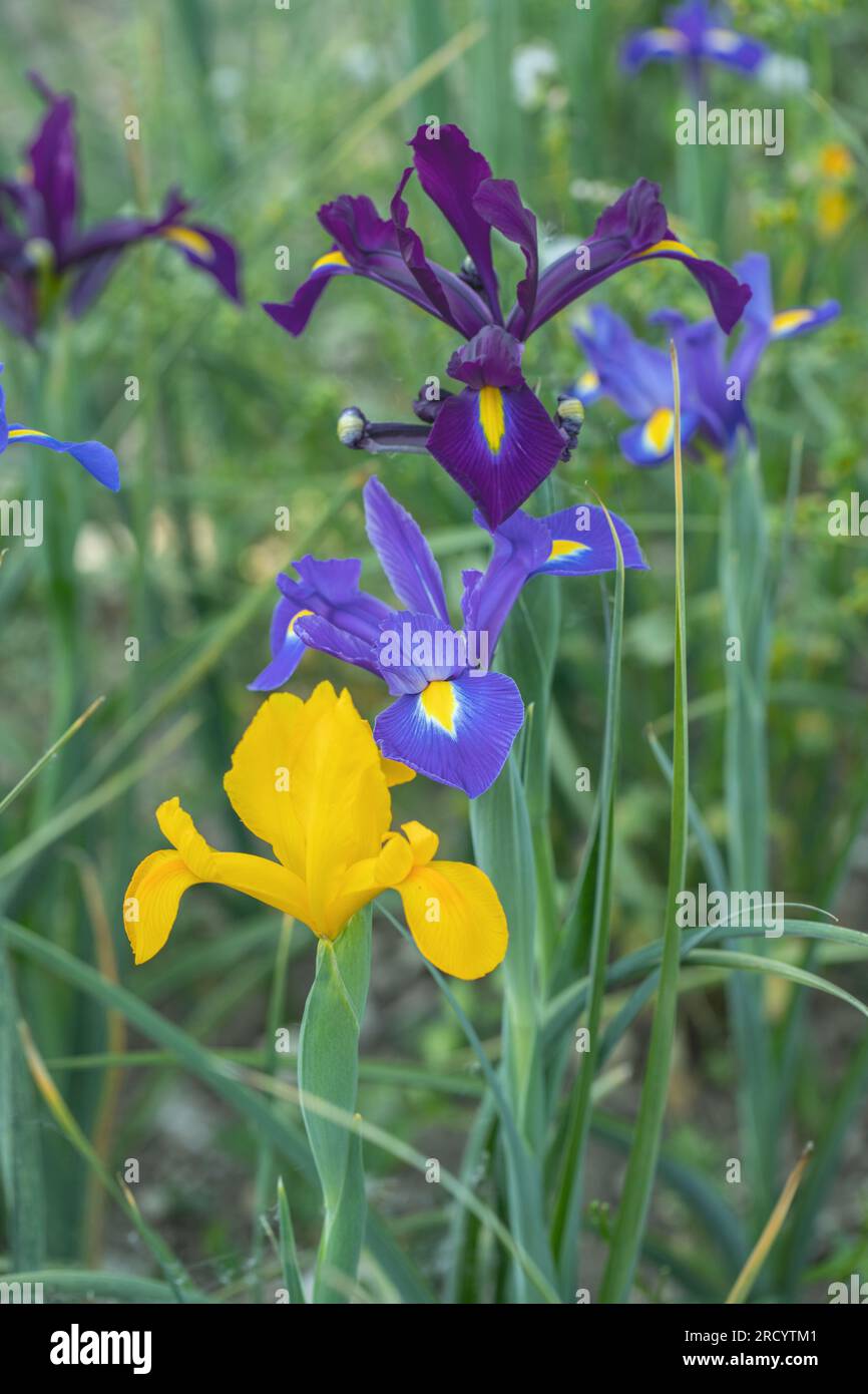 Colorful Dutch iris (Iris x hollandica) in a flower field Stock Photo ...