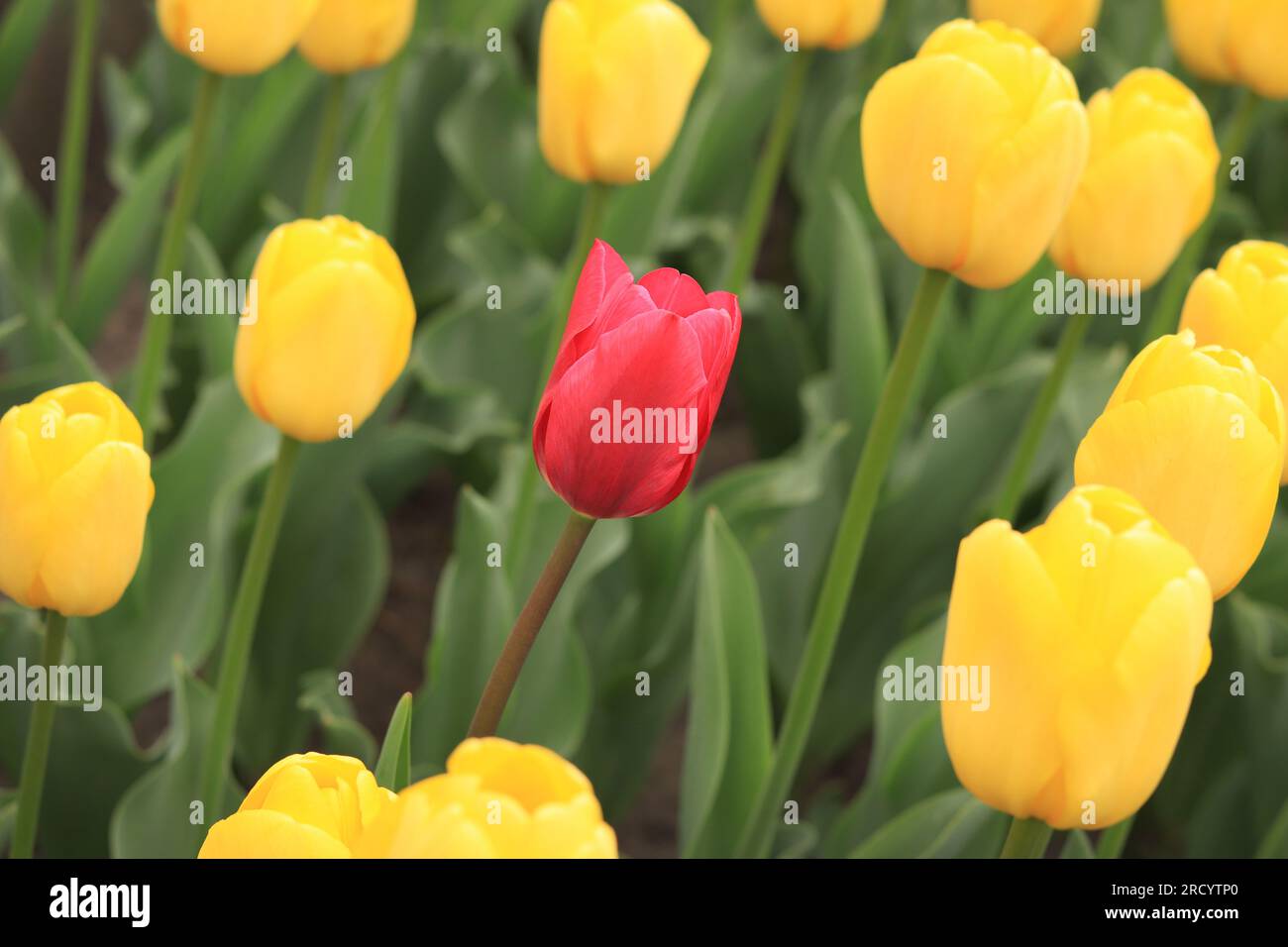 Pinc tulip hi-res stock photography and images - Alamy