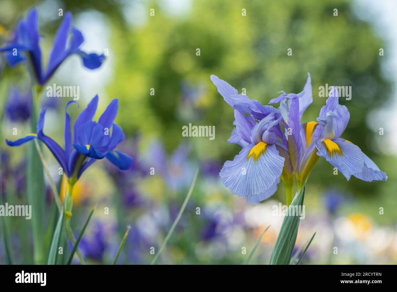Light blue Dutch iris (Iris x hollandica) in a flower field Stock Photo ...