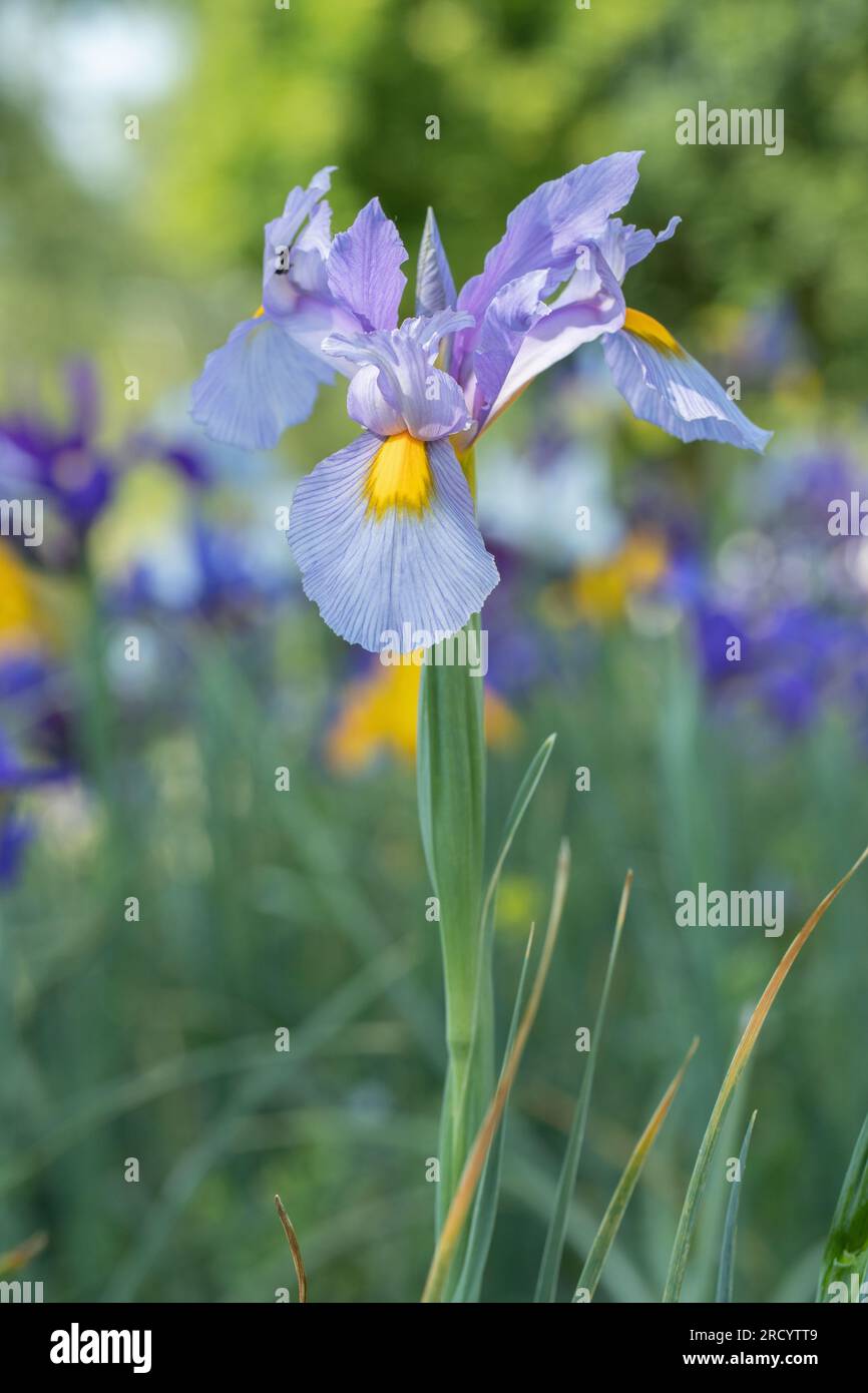 Light blue Dutch iris (Iris x hollandica Stock Photo - Alamy