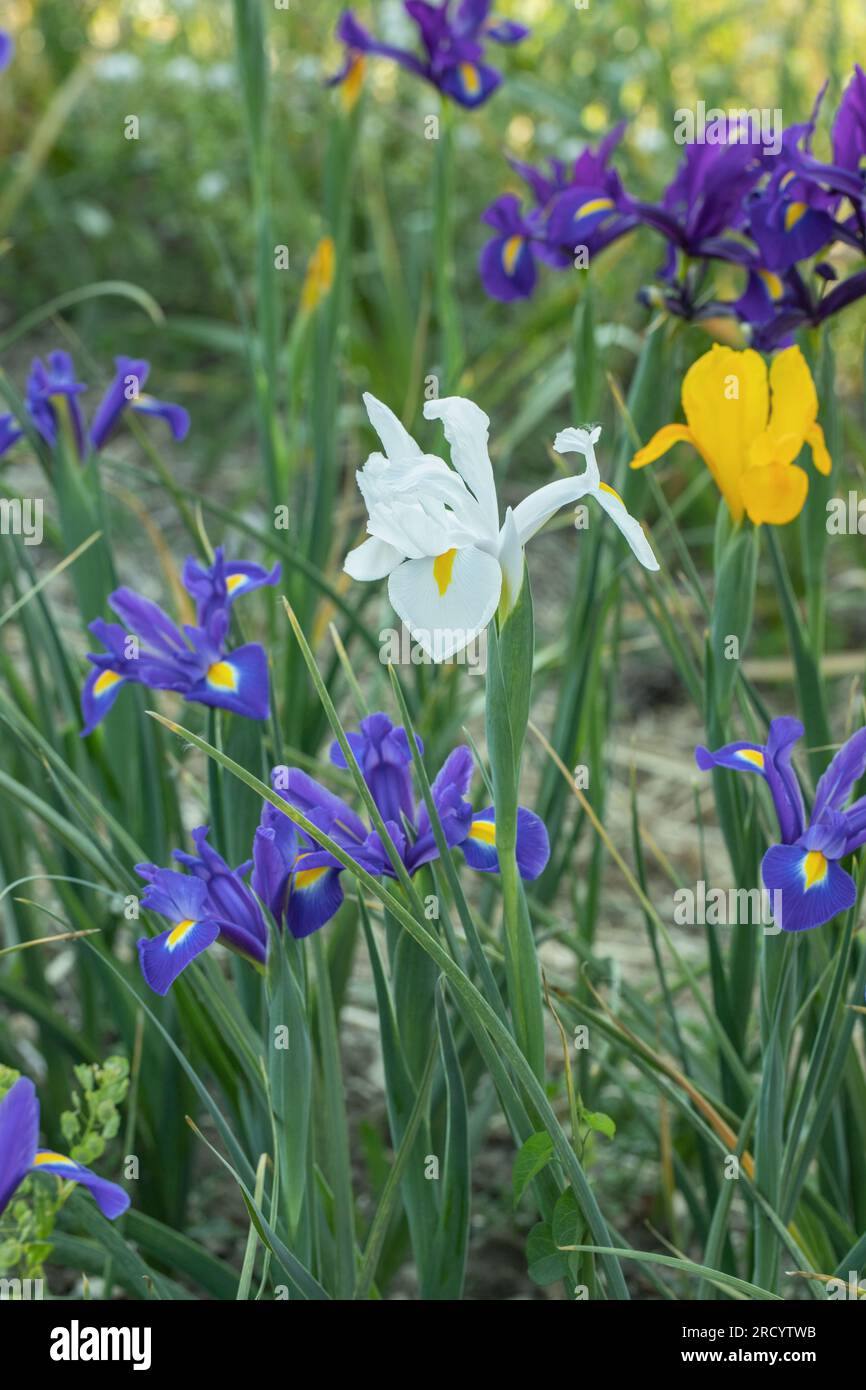 Colorful Dutch iris (Iris x hollandica) in a flower field Stock Photo ...