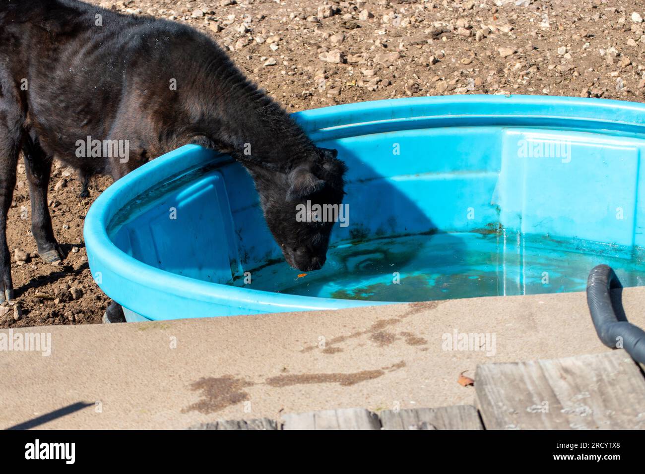 This black angus calf is stretching his neck trying to reach the bottom ...