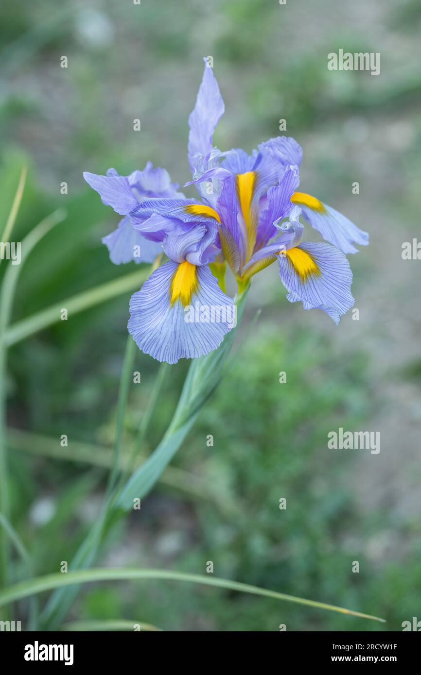 Light blue Dutch iris (Iris x hollandica Stock Photo - Alamy