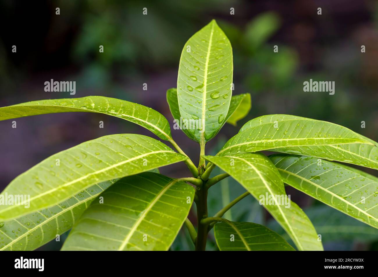 Green mango (Mangifera indica L.) young leaves in shallow focus Stock ...