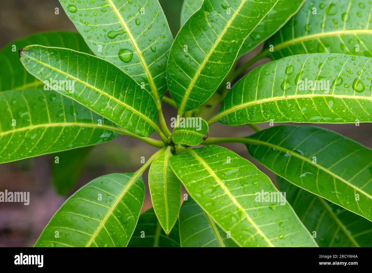 Green mango (Mangifera indica L.) young leaves in shallow focus Stock ...