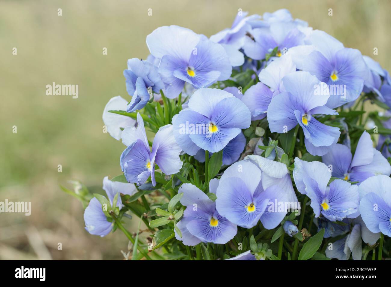 Light blue pansies with copyspace Stock Photo - Alamy