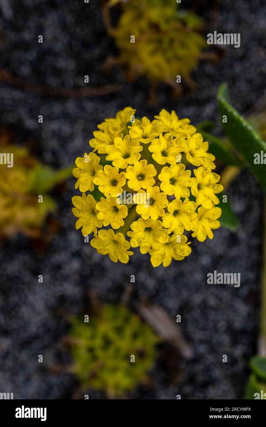 Flowers of Coastal or Yellow Sand-verbena (Abronia latifolia Stock ...