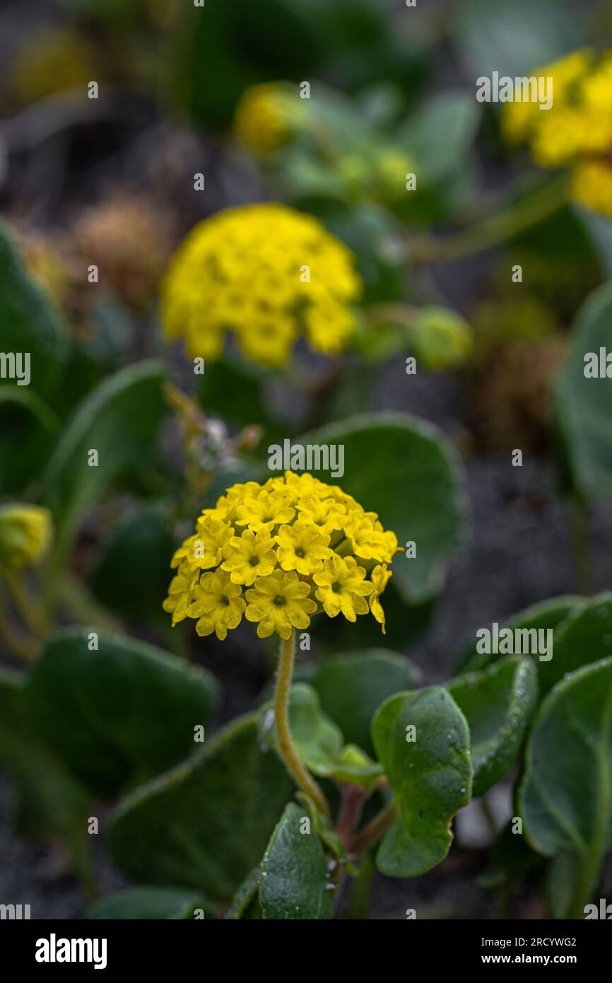 Flowers of Coastal or Yellow Sand-verbena (Abronia latifolia Stock ...