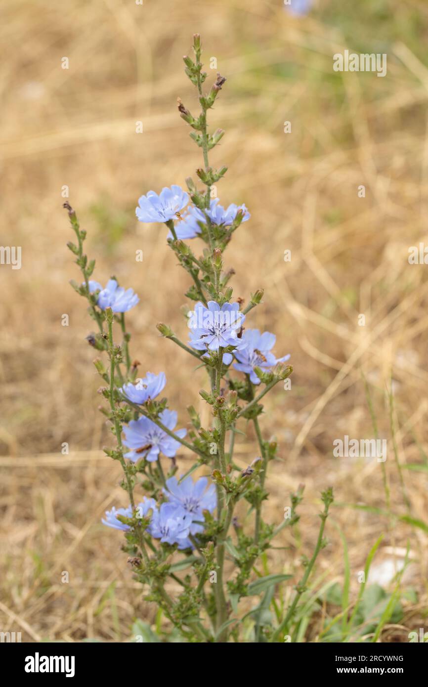 Blooming chicory flower (Cichorium intybus Stock Photo - Alamy