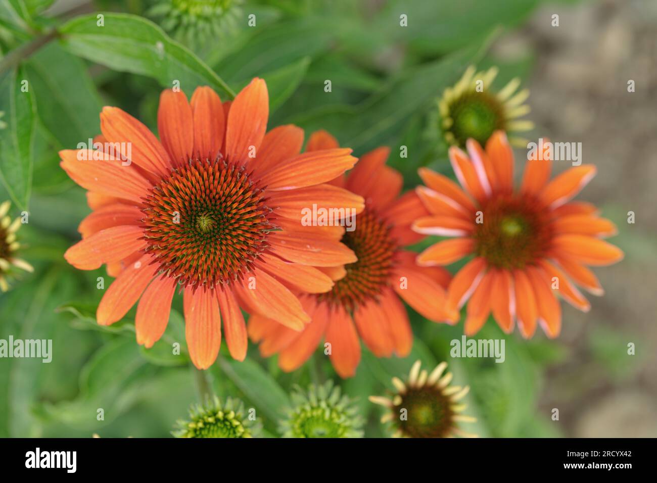 Orange coneflower cultivar (Echinacea purpurea Stock Photo - Alamy